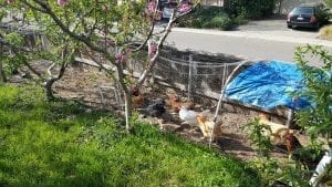 Eco-Road Trip - Muir Commons Cohousing & Davis Domes - Taylor Scott Nelson